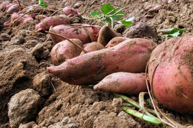 Ezért fogyasszunk batátát! – Senior.hu