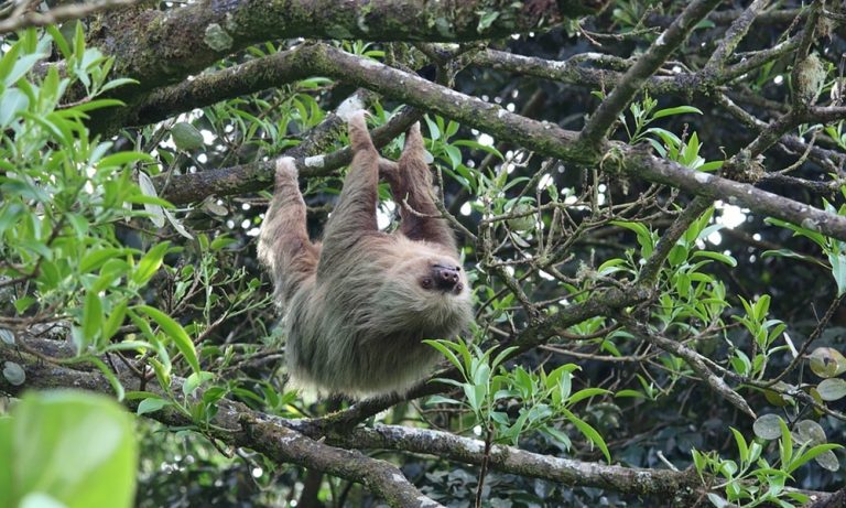 Lassítsunk – miért lenne érdemes úgy élnünk, mint a lajhárok? – Senior.hu